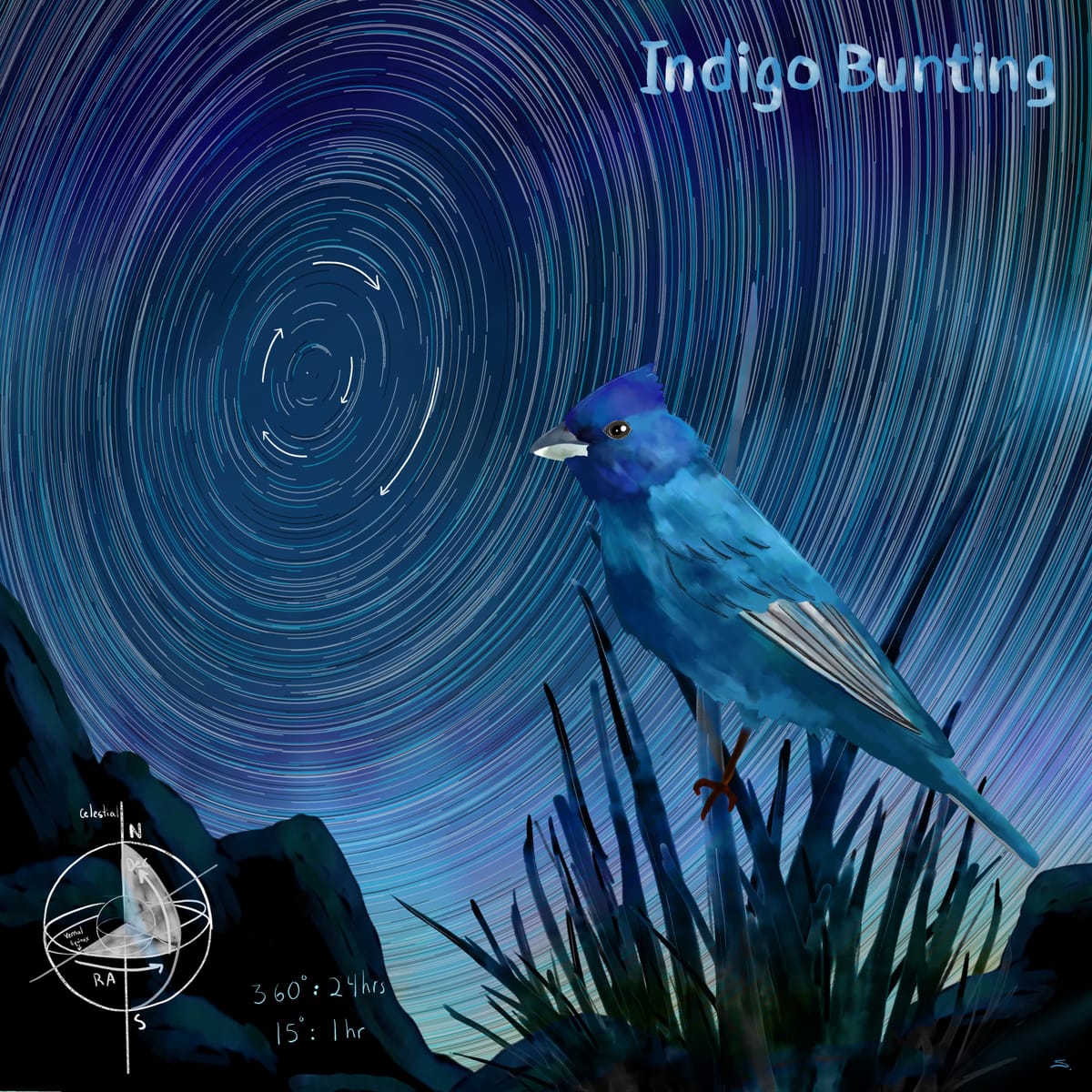 Indigo Bunting – Fractal Kitty